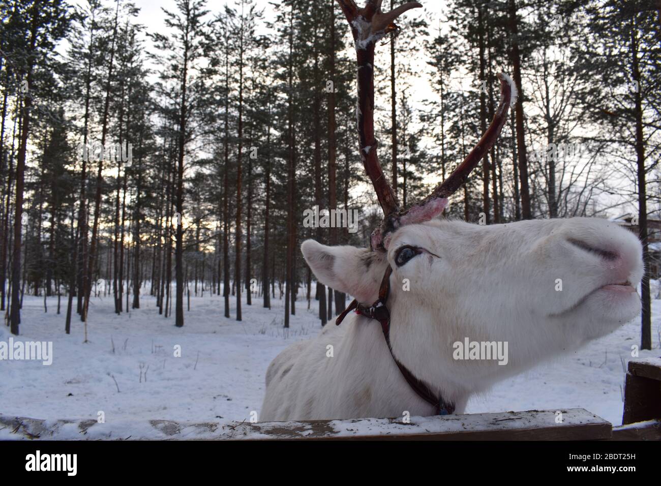 Reindeer eyes change colour with arctic seasons based on levels of ...