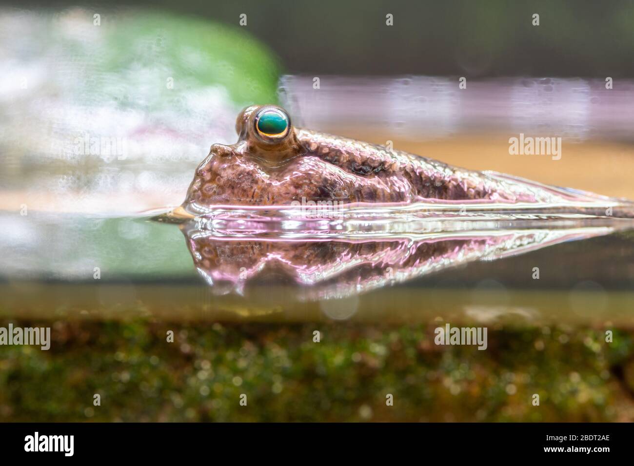 Close up of an Atlantic mudskipper (periophthalmus barbarus Stock Photo ...