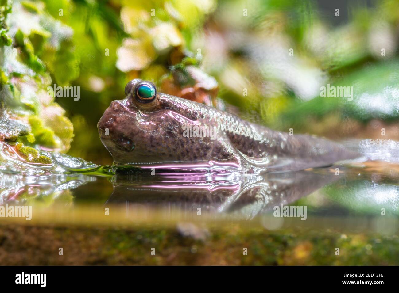 Close up of an Atlantic mudskipper (periophthalmus barbarus Stock Photo ...