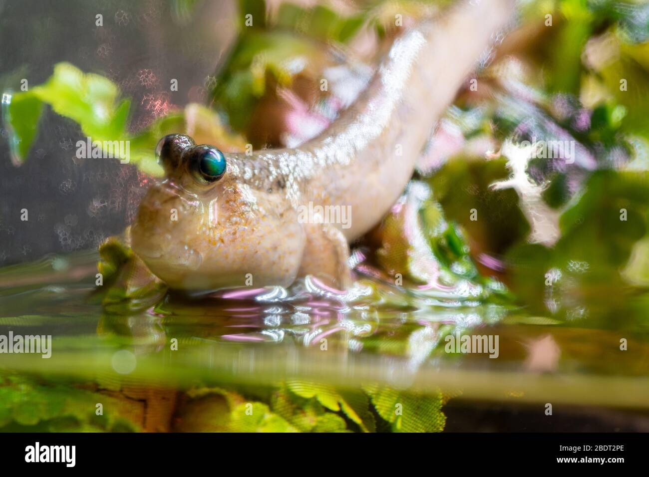 Close up of an Atlantic mudskipper (periophthalmus barbarus Stock Photo ...