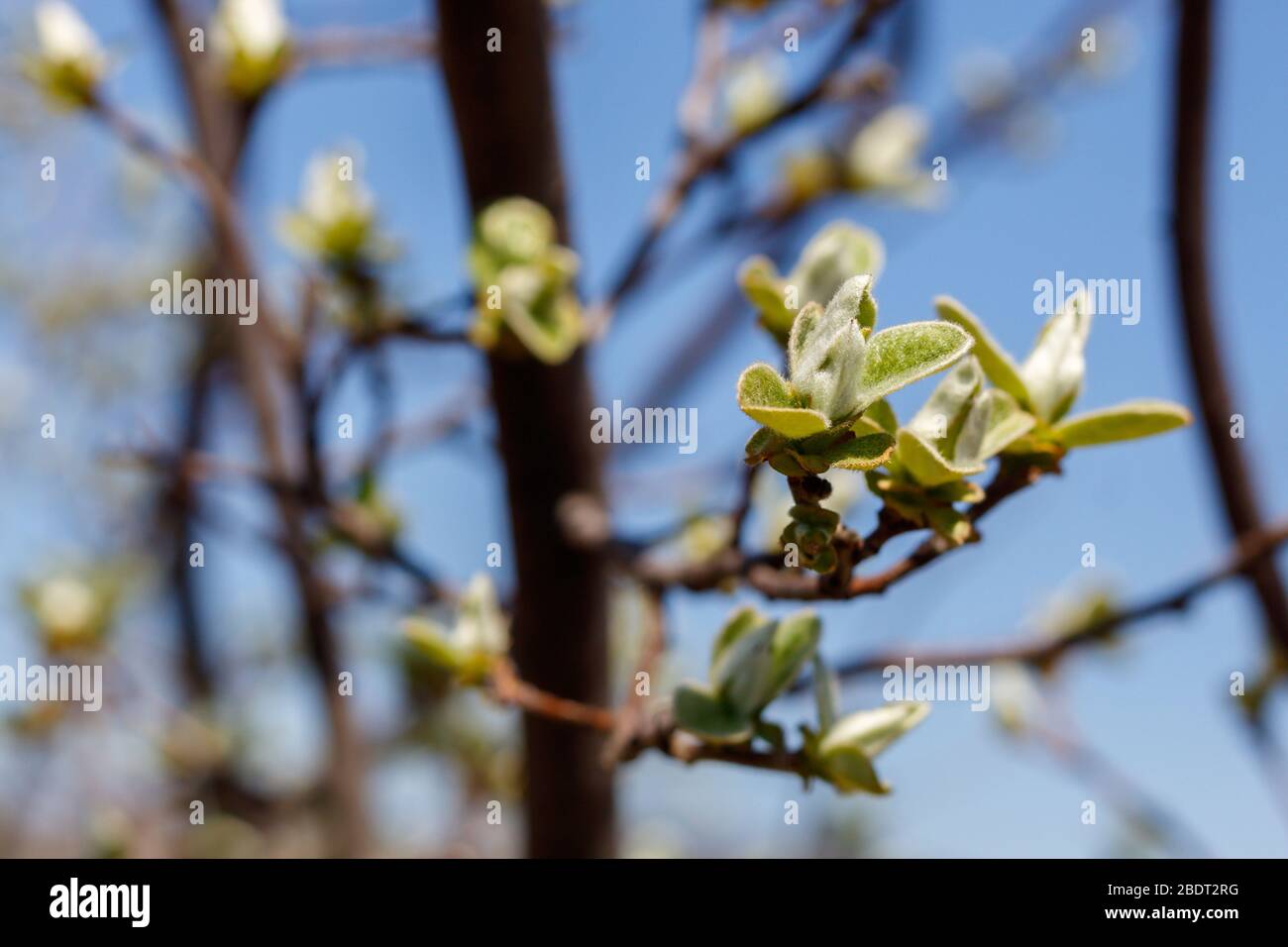 Quince tree spring hi-res stock photography and images - Alamy