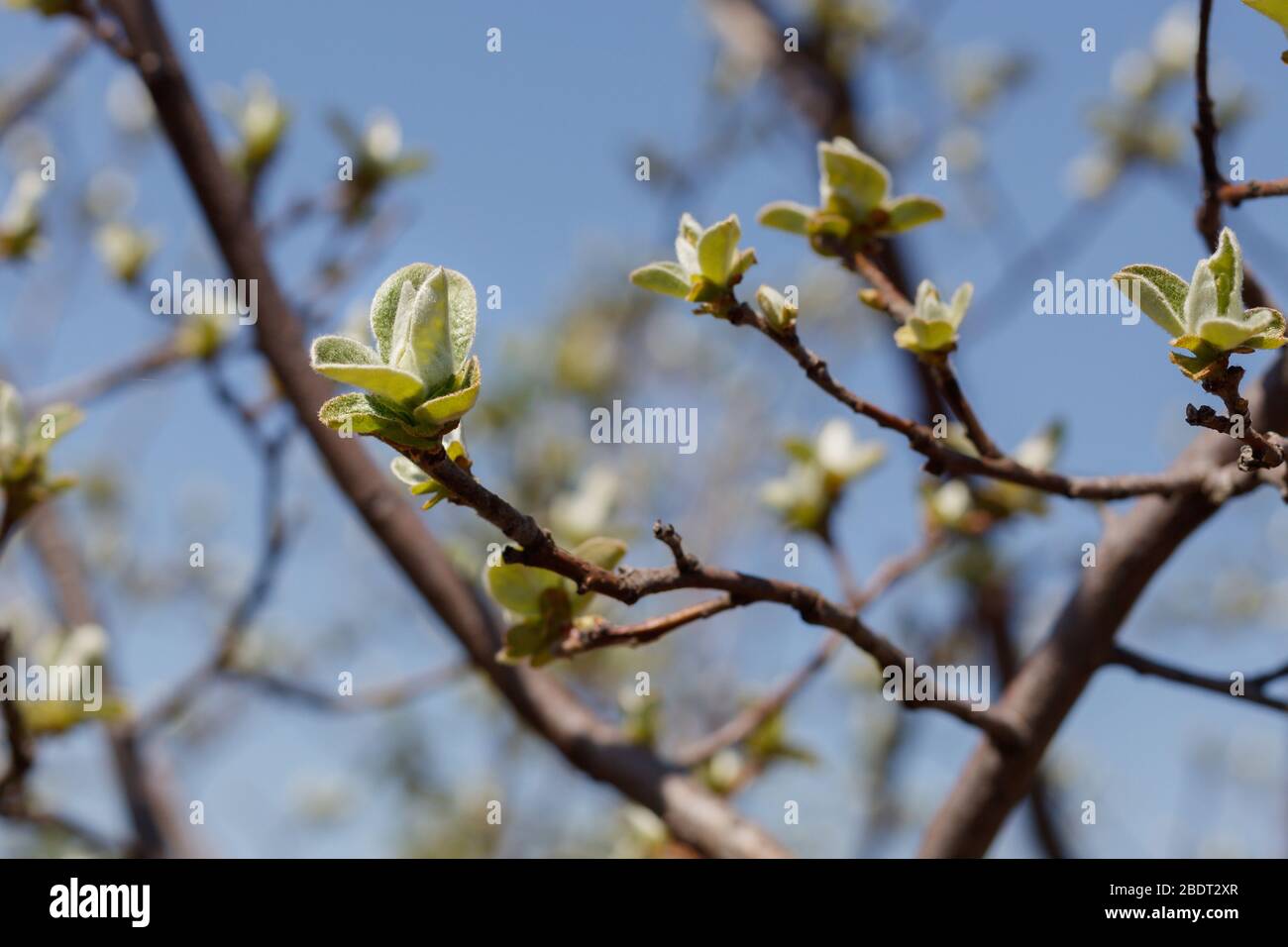 Quince tree spring hi-res stock photography and images - Alamy
