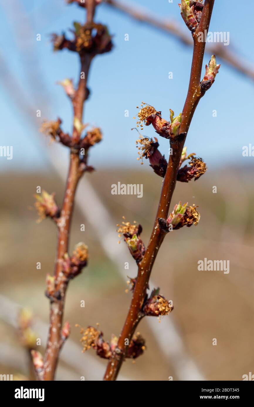 Frost damage spring hi-res stock photography and images - Alamy