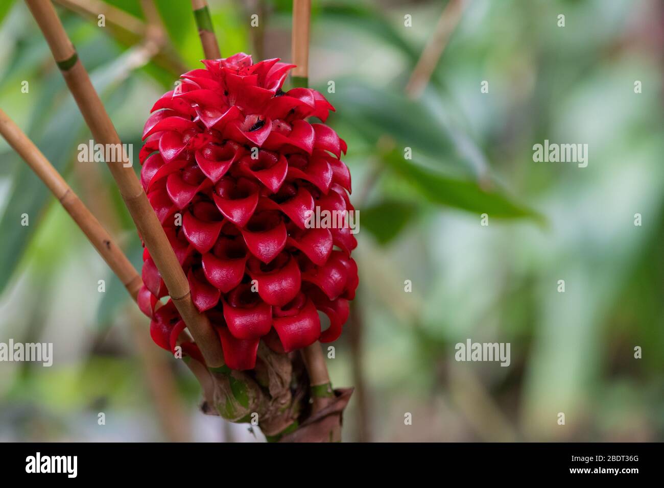 Close up of a flower on an Indonesian wax ginger (tapeinochilos ser ...