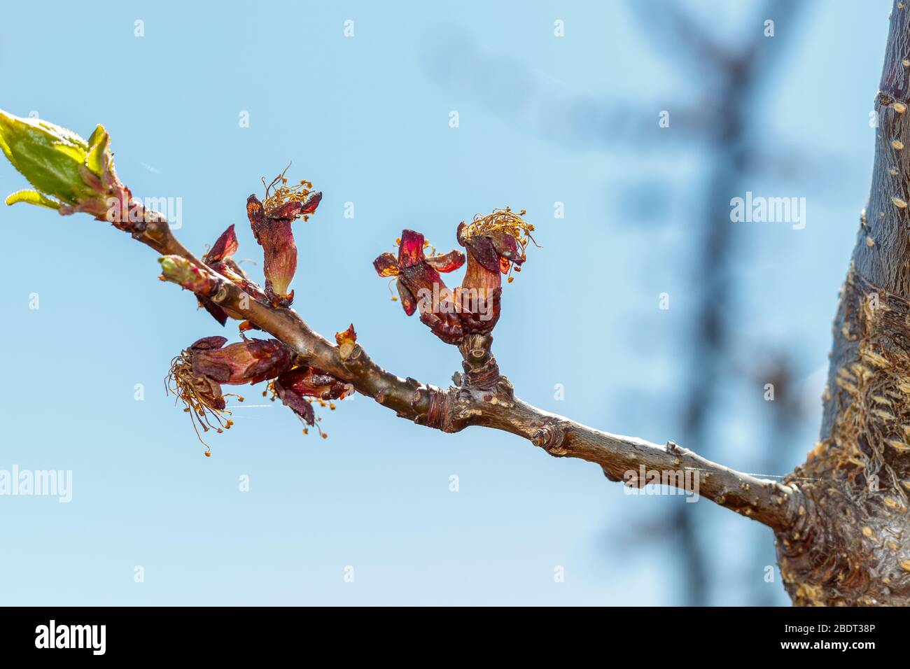 Frost damage spring hi-res stock photography and images - Alamy