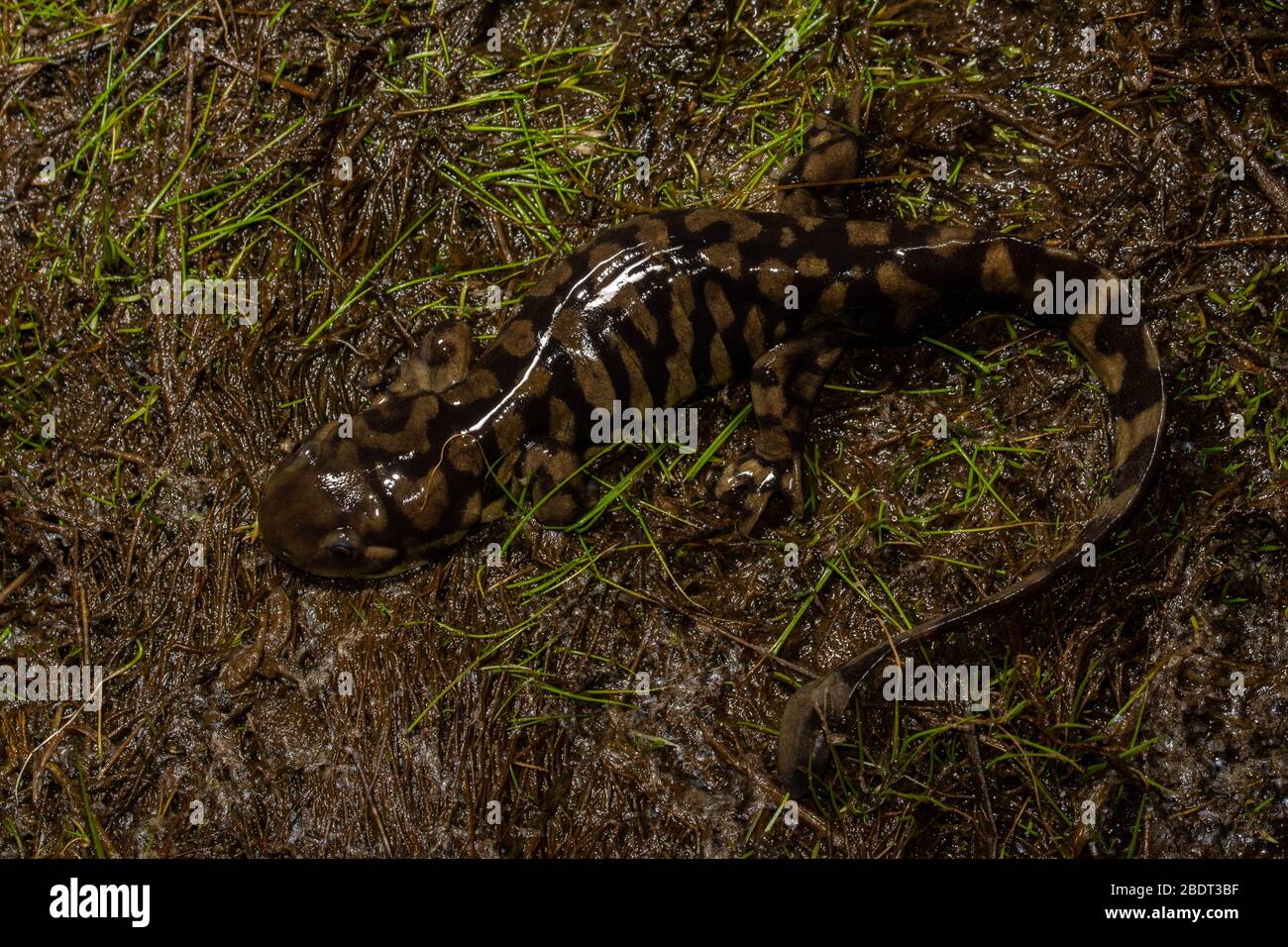 Tiger salamanders colorado hi-res stock photography and images - Alamy