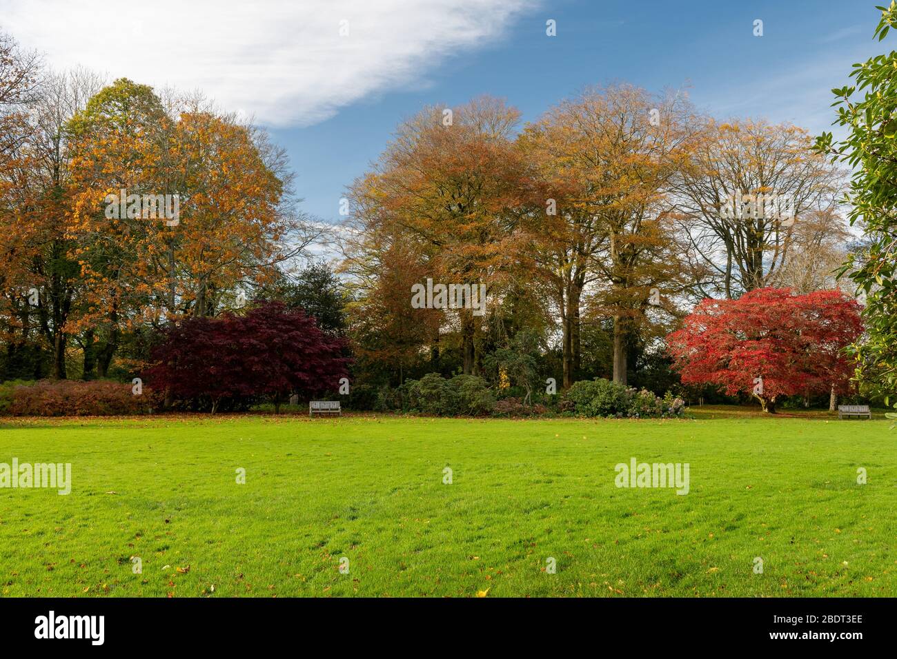 View of Autumn colours on tall trees Stock Photo - Alamy