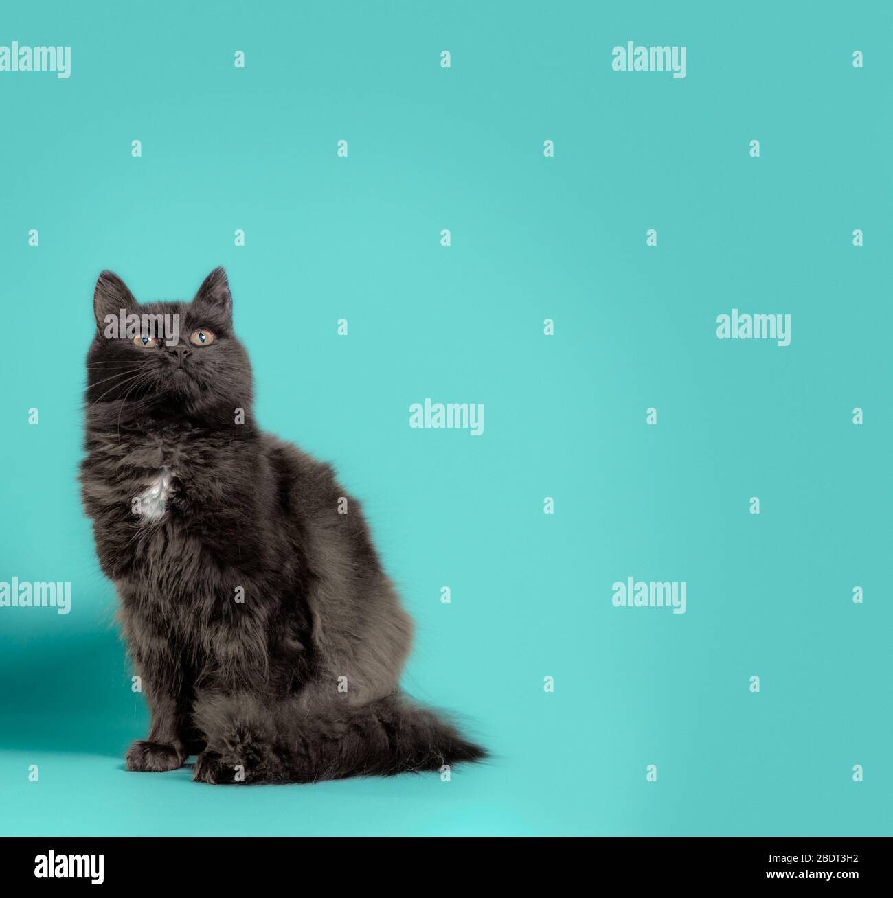 Fluffy cat looks up hi-res stock photography and images - Alamy