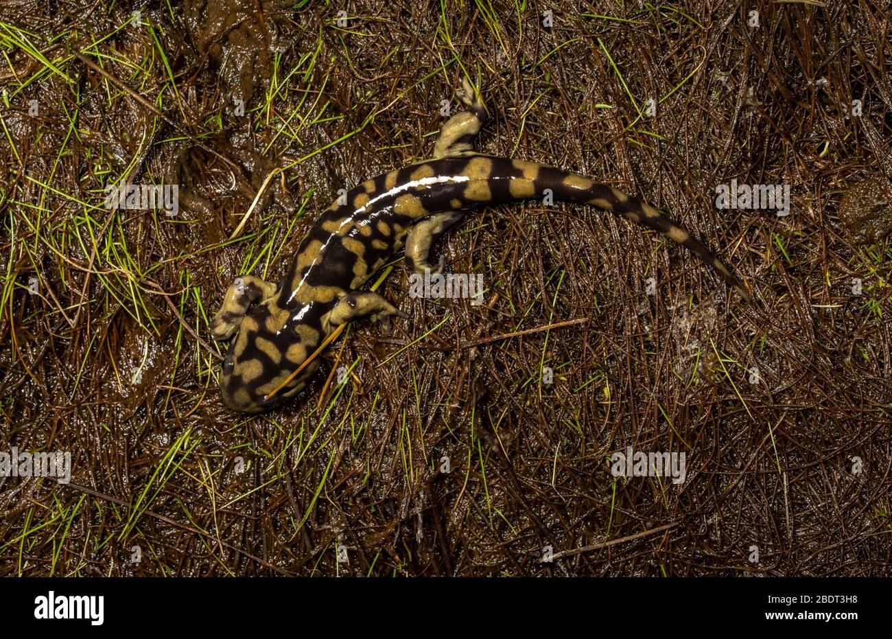 Tiger salamanders colorado hi-res stock photography and images - Alamy