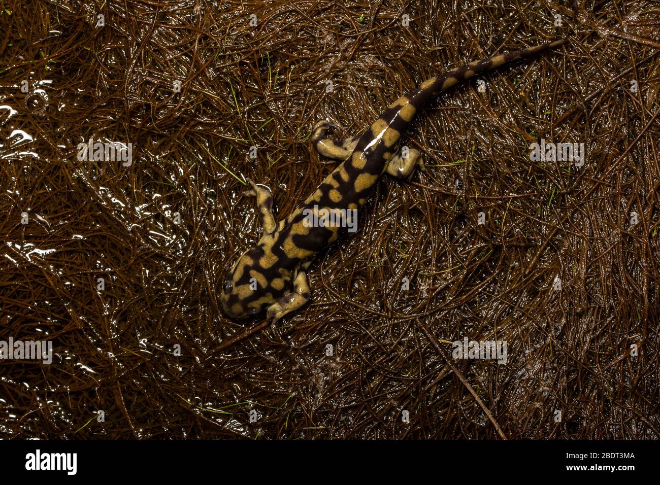 Tiger salamanders colorado hi-res stock photography and images - Alamy