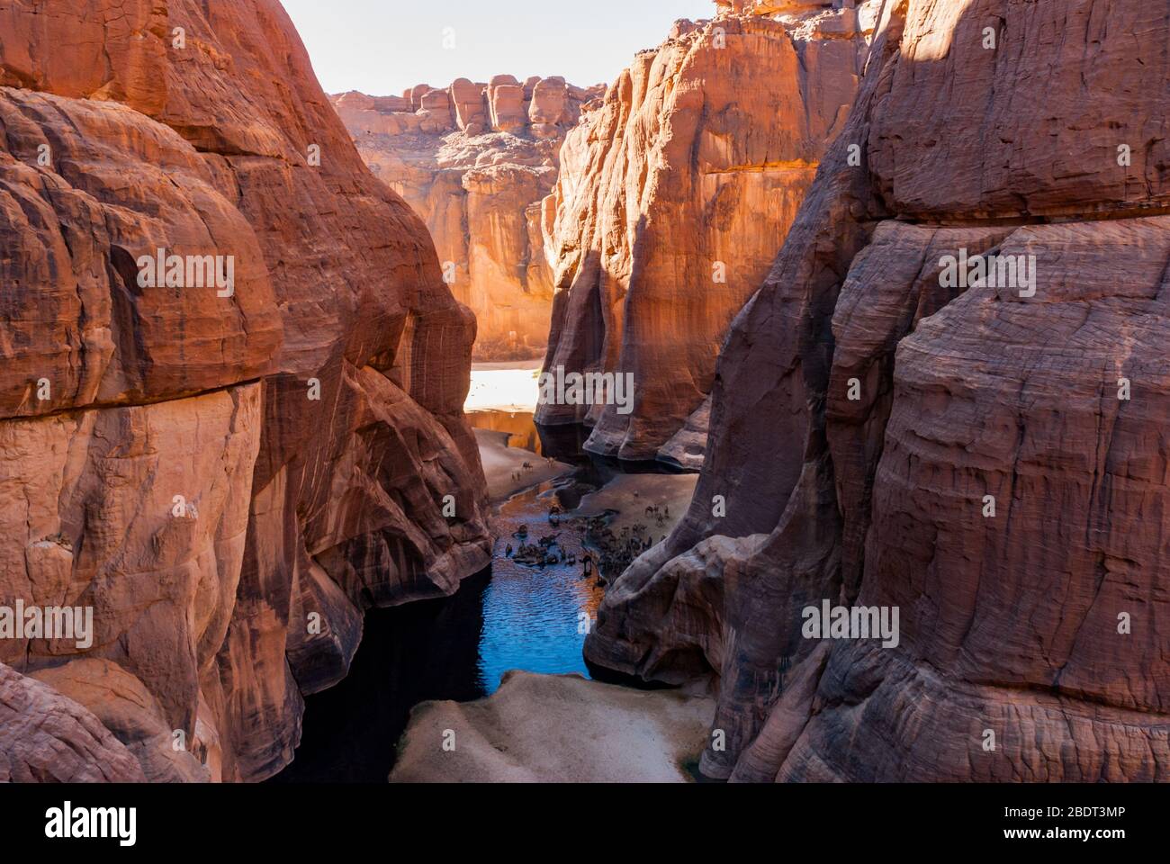 Guelta d'Archei waterhole near oasis, camels dringing the woater ...