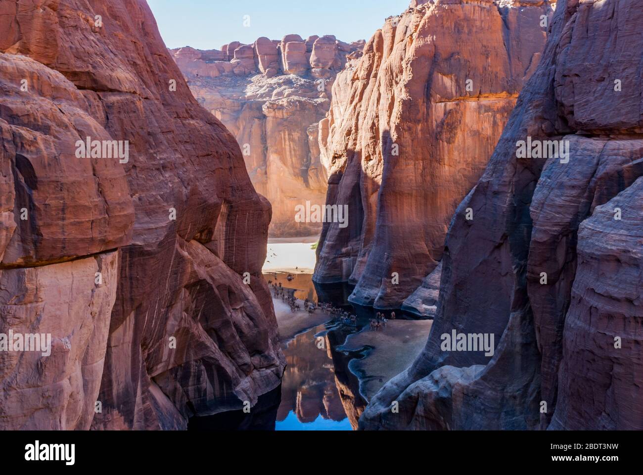 Guelta d'Archei waterhole near oasis, camels dringing the woater ...