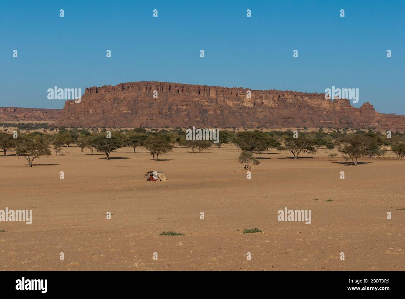 Vegetation in sahara desert hi-res stock photography and images - Alamy