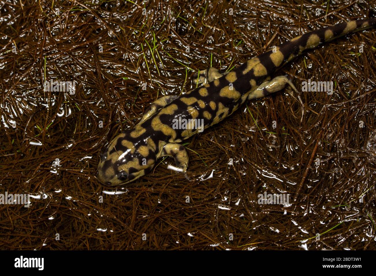Tiger salamanders colorado hi-res stock photography and images - Alamy