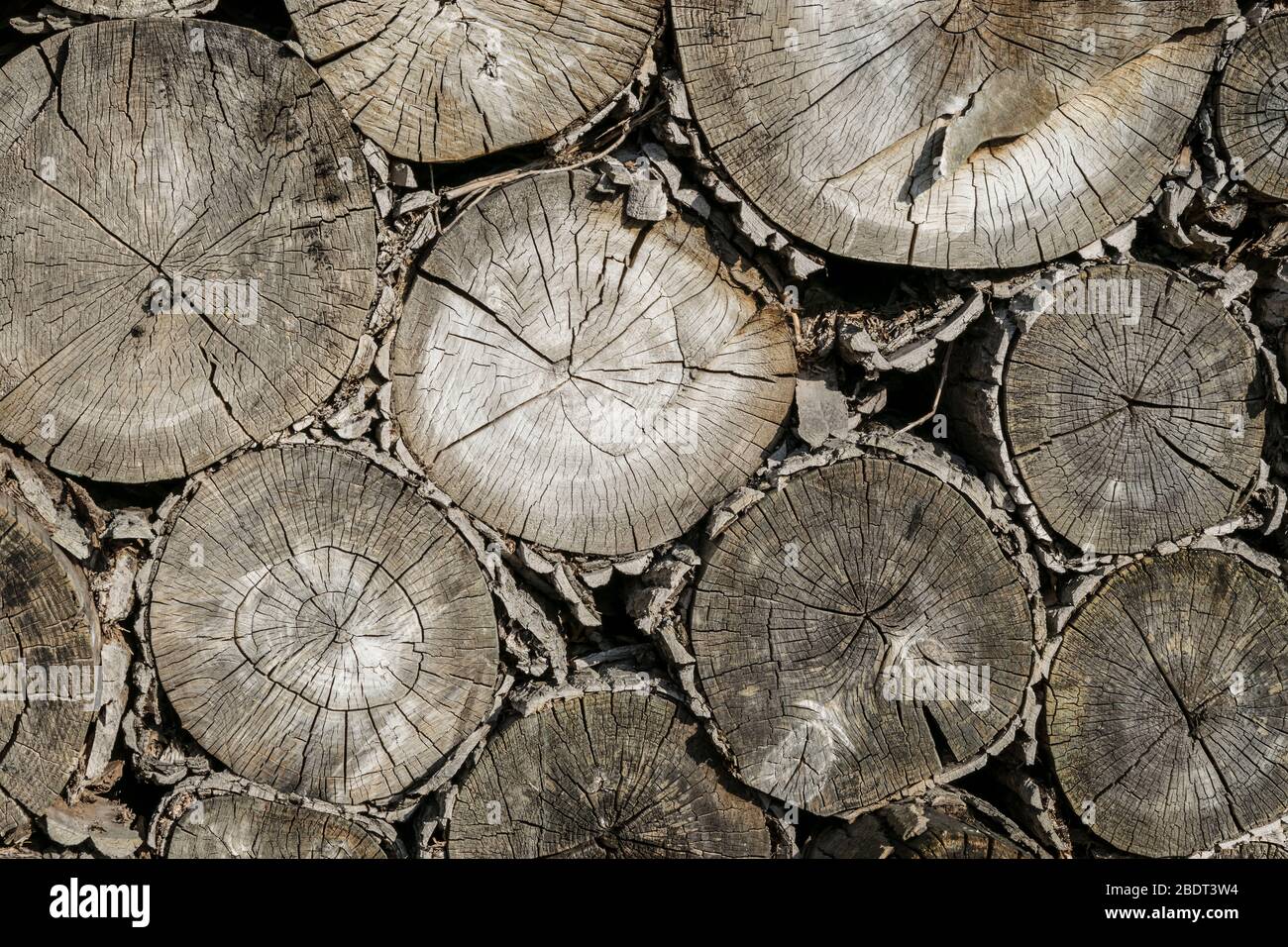 Stack of weathered oak timber logs Stock Photo - Alamy