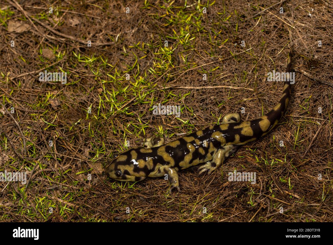 Tiger salamanders colorado hi-res stock photography and images - Alamy
