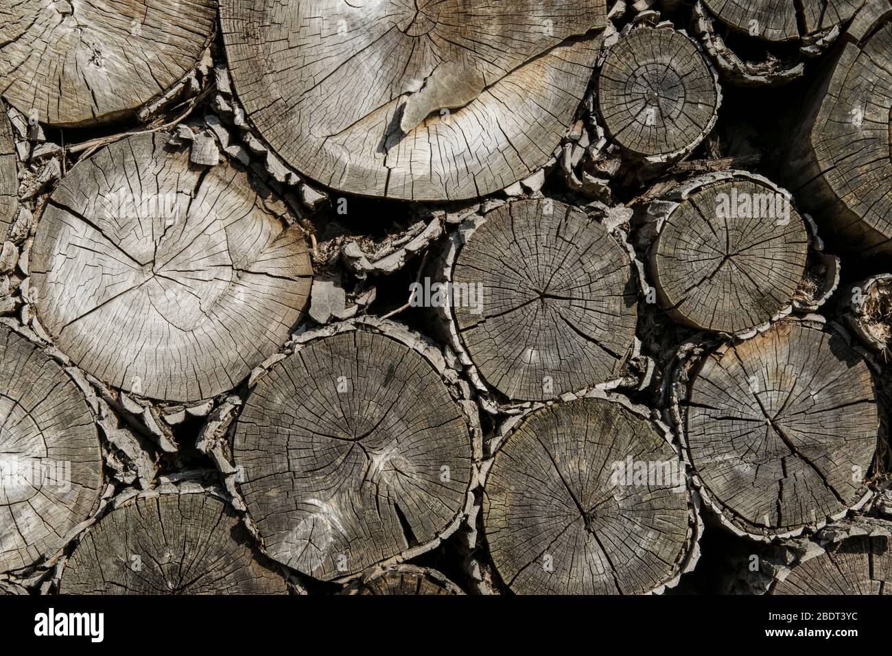 Stack of weathered oak timber logs Stock Photo - Alamy