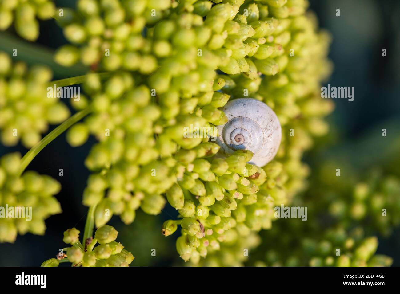 Snail life cycle hi-res stock photography and images - Alamy