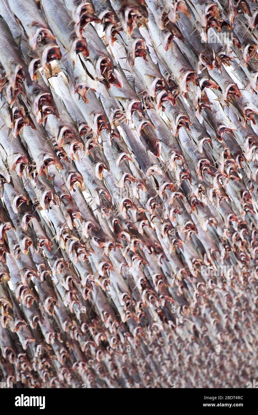 Cod drying rack in the fishing port of Reine in the Lofoten Islands ...
