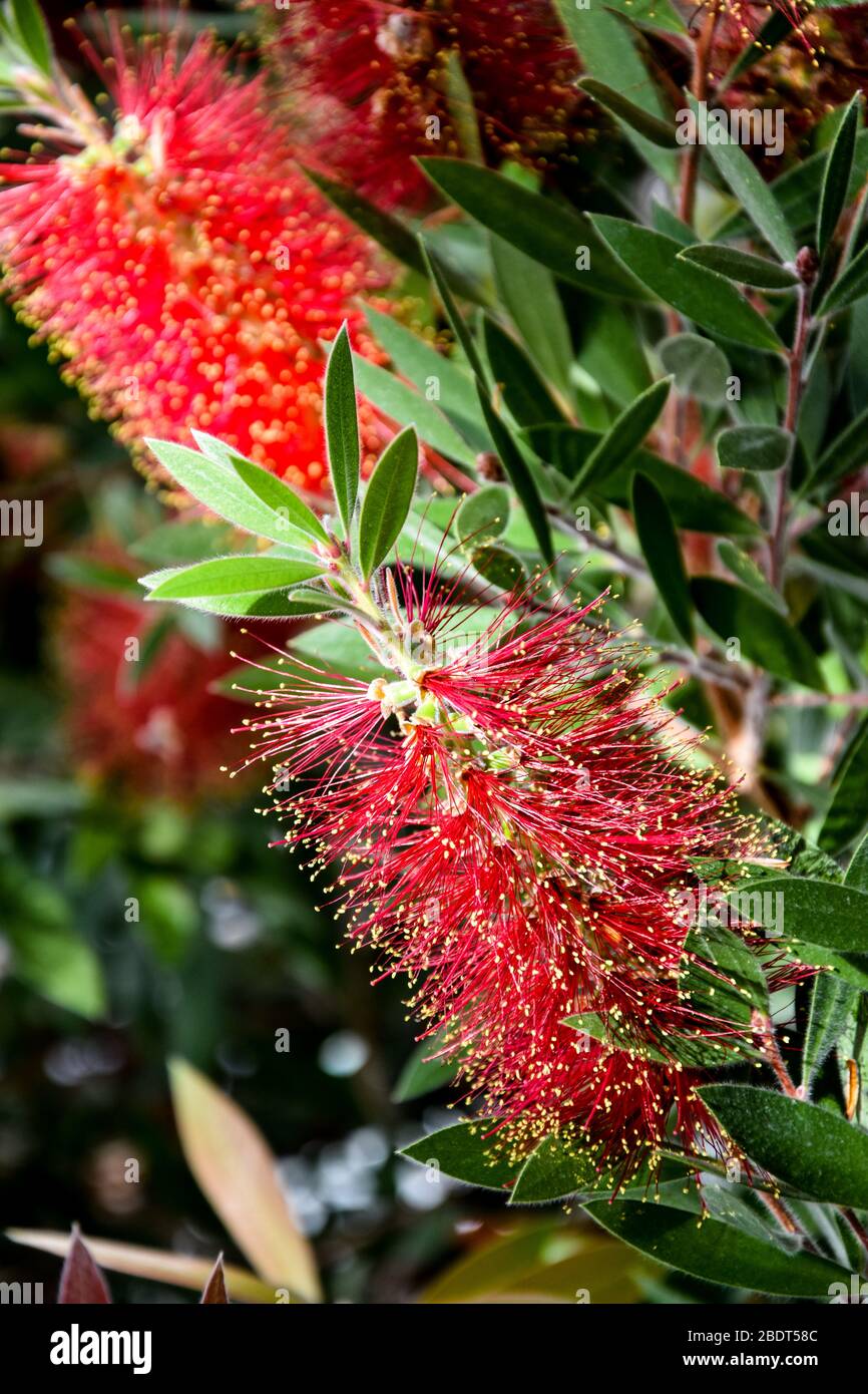 Close up view of blossom callistemon plant with red flower Stock Photo ...