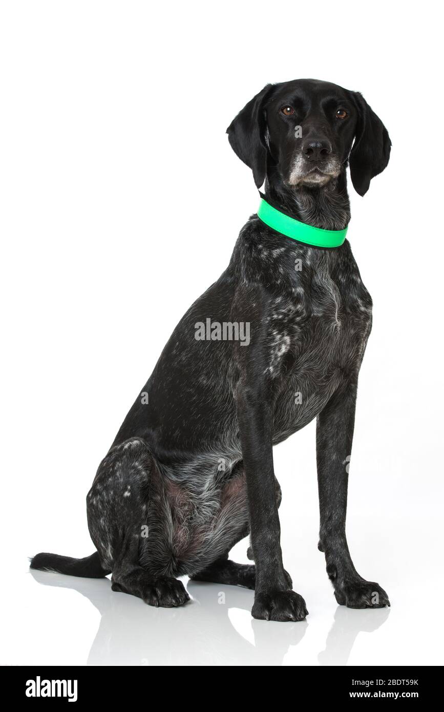 German shorthair dog isolated on white background Stock Photo - Alamy