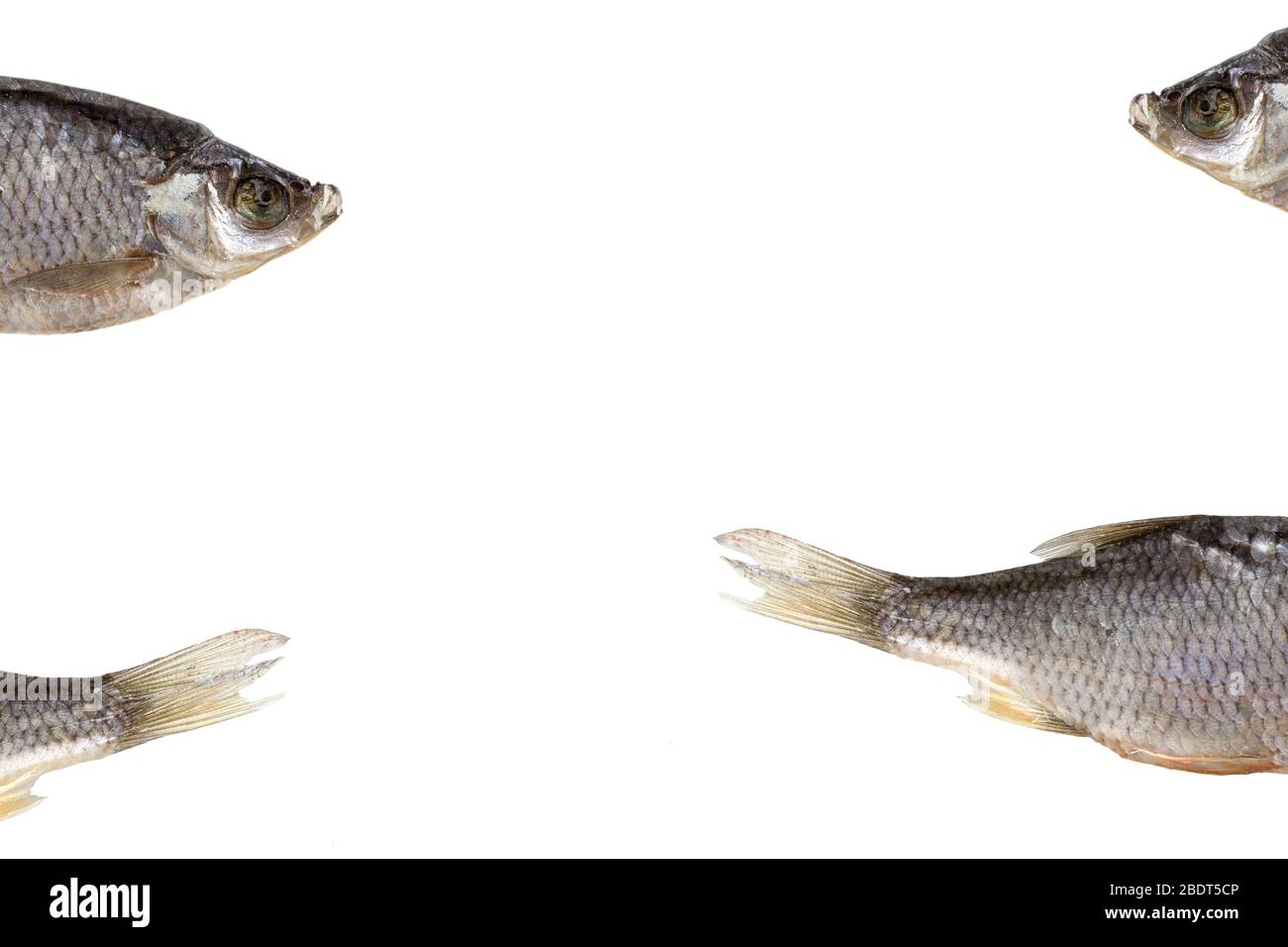 Pieces of dried roach isolated on the white background with copy space ...