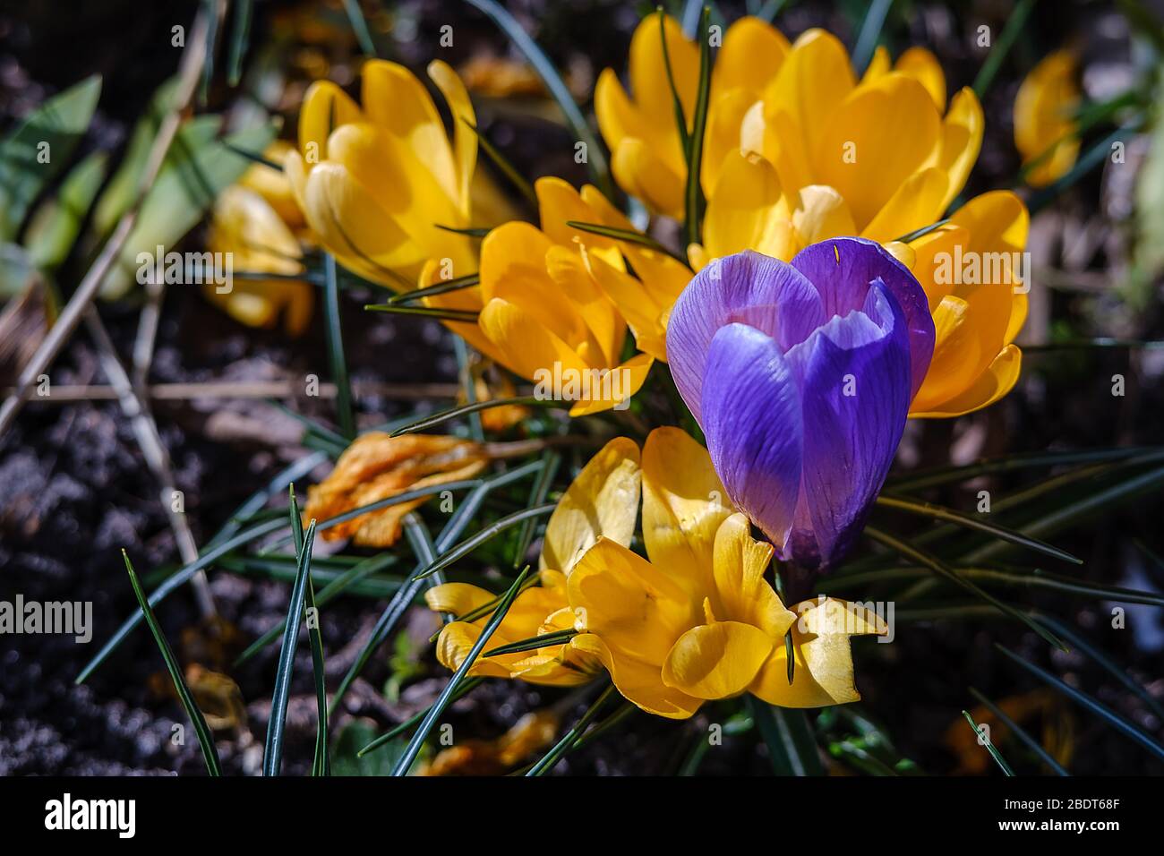 Flowering blue and yellow crocuses flowers in early spring. Crocus ...