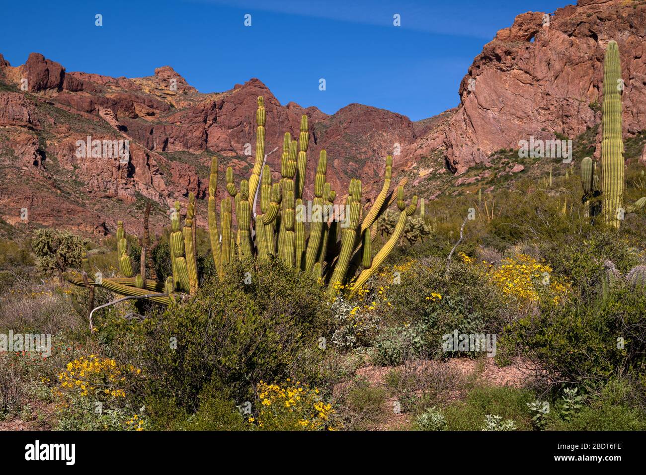 Sonoran Desert National Monument Wildflowers