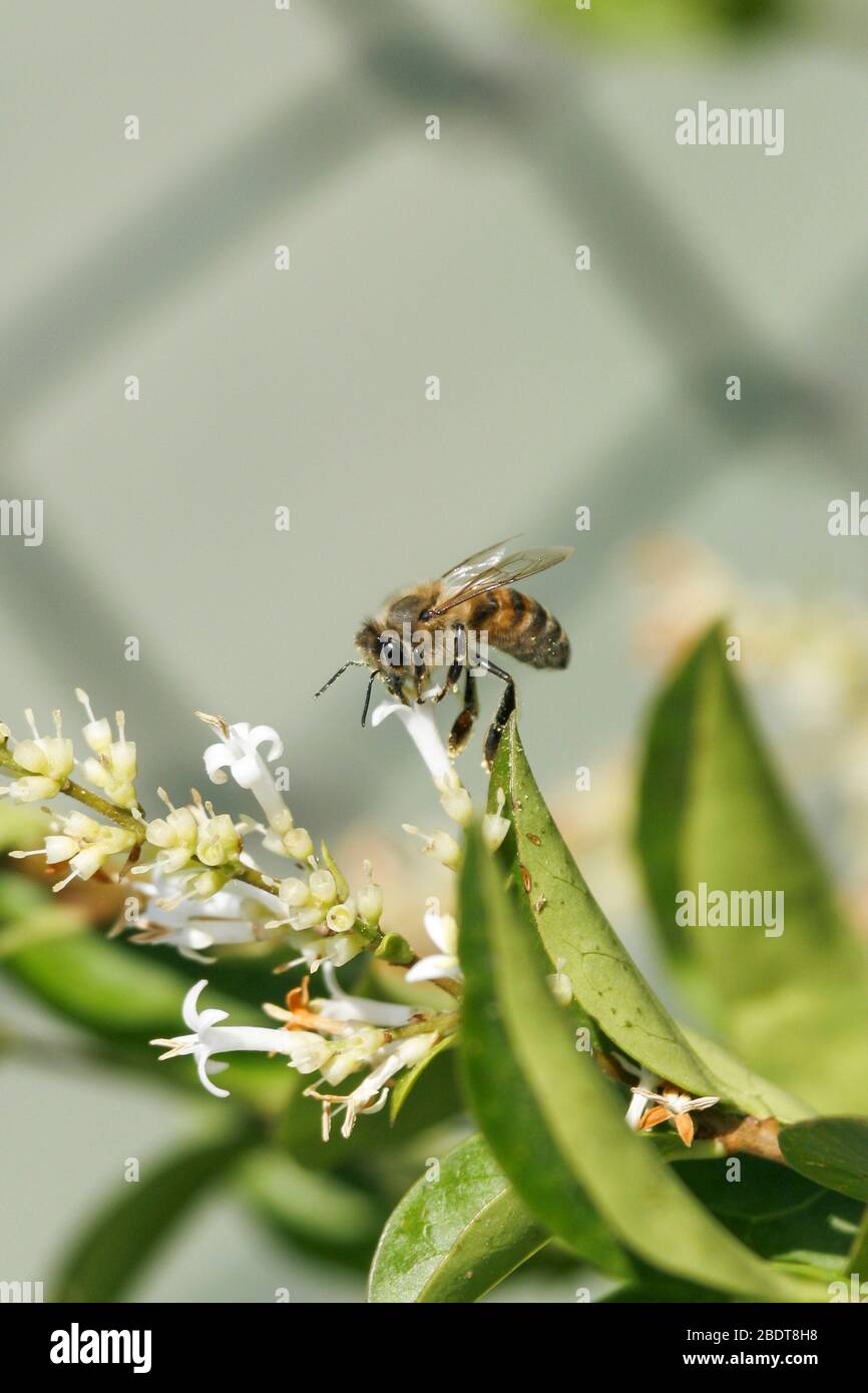 The honeybee that collects pollen from the flower. in Turkey Stock ...