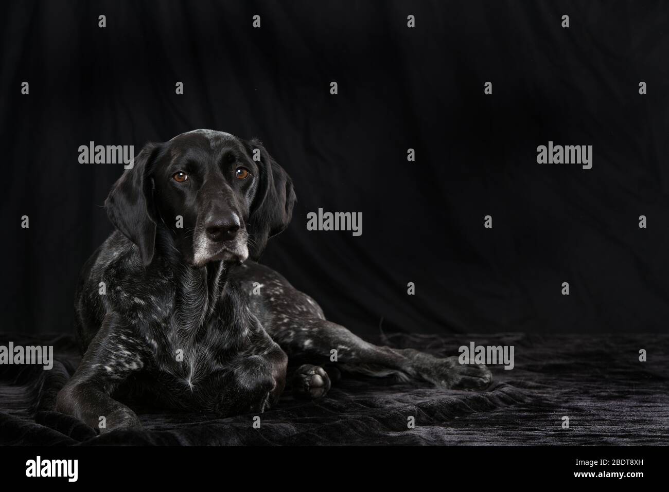 Dog on black background Stock Photo - Alamy