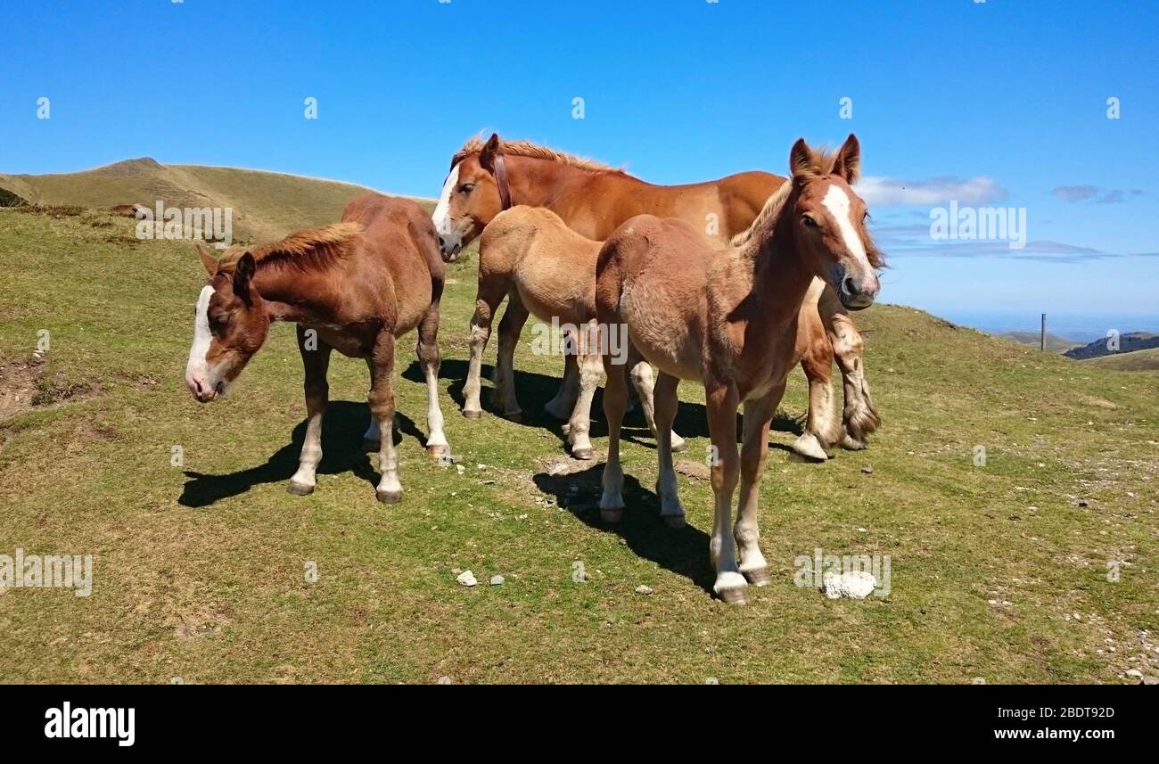 Horses in the Atlantic Pyrenees on the French Way of Santiago (Napoleon ...