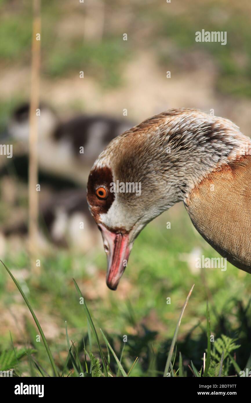 Egyptian goose in citypark Staddijk, Nijmegen the Netherlands Stock ...