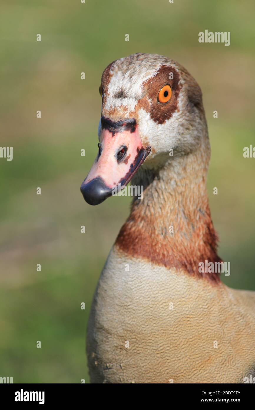Egyptian goose in citypark Staddijk, Nijmegen the Netherlands Stock ...