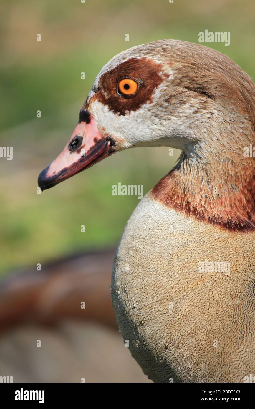 Egyptian goose in citypark Staddijk, Nijmegen the Netherlands Stock ...