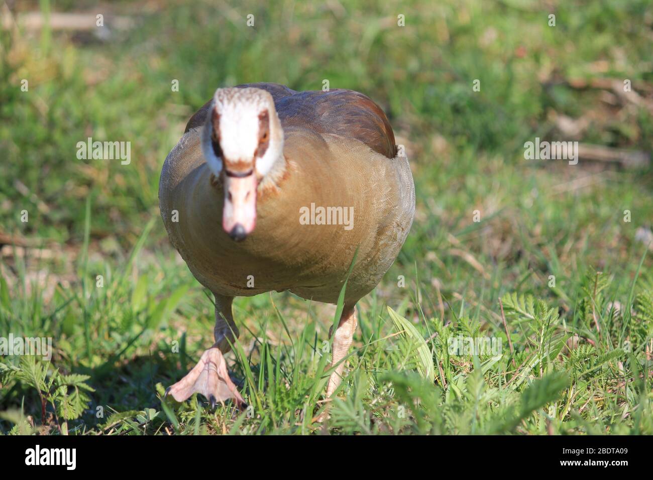 Egyptian goose in citypark Staddijk, Nijmegen the Netherlands Stock ...