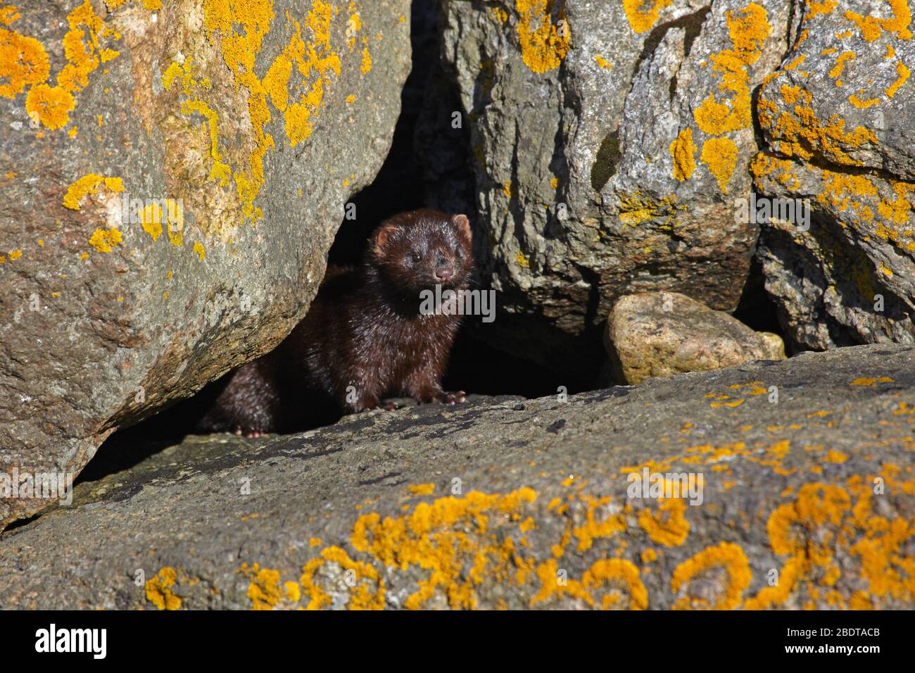 Wild mink in the fishing village of Nursford in the Lofoten Islands ...