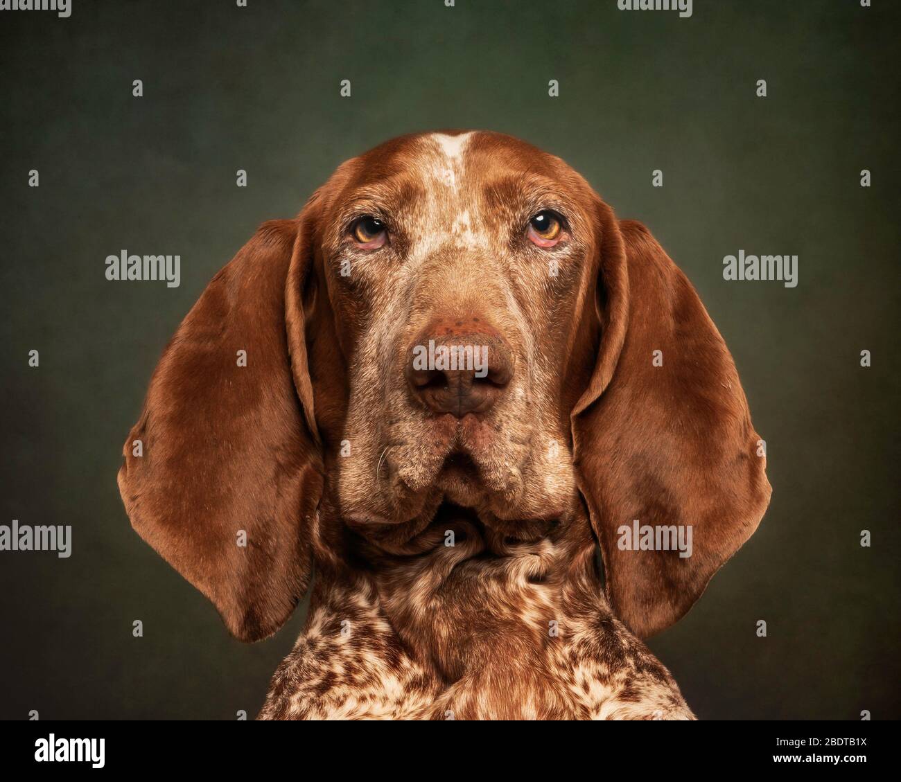Bracco italiano hi-res stock photography and images - Alamy