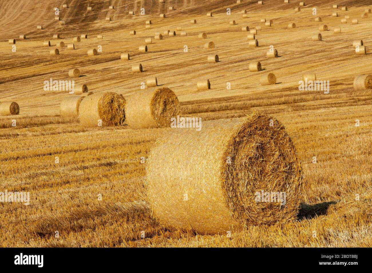 Natural view dried field hi-res stock photography and images - Alamy