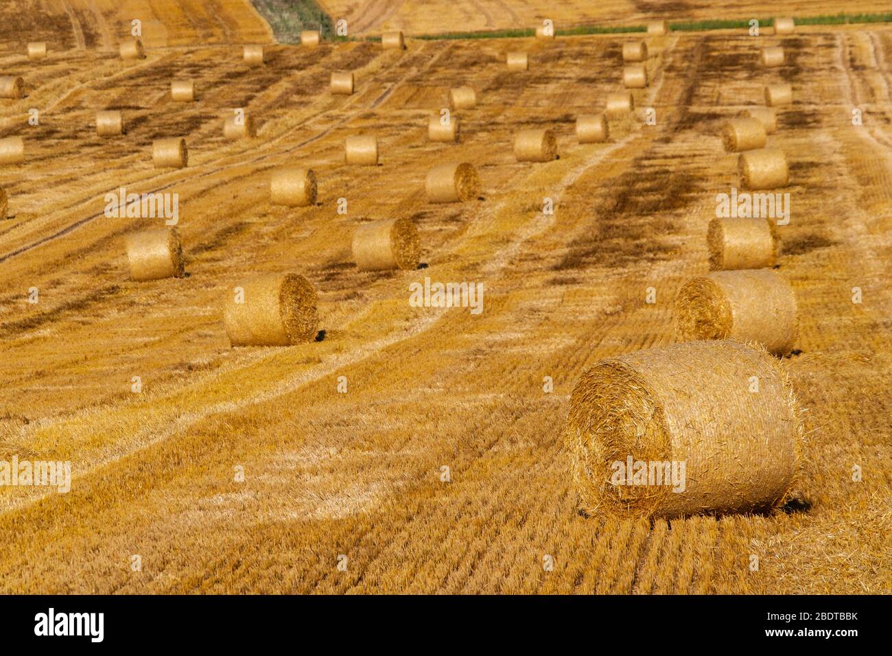 Natural view dried field hi-res stock photography and images - Alamy