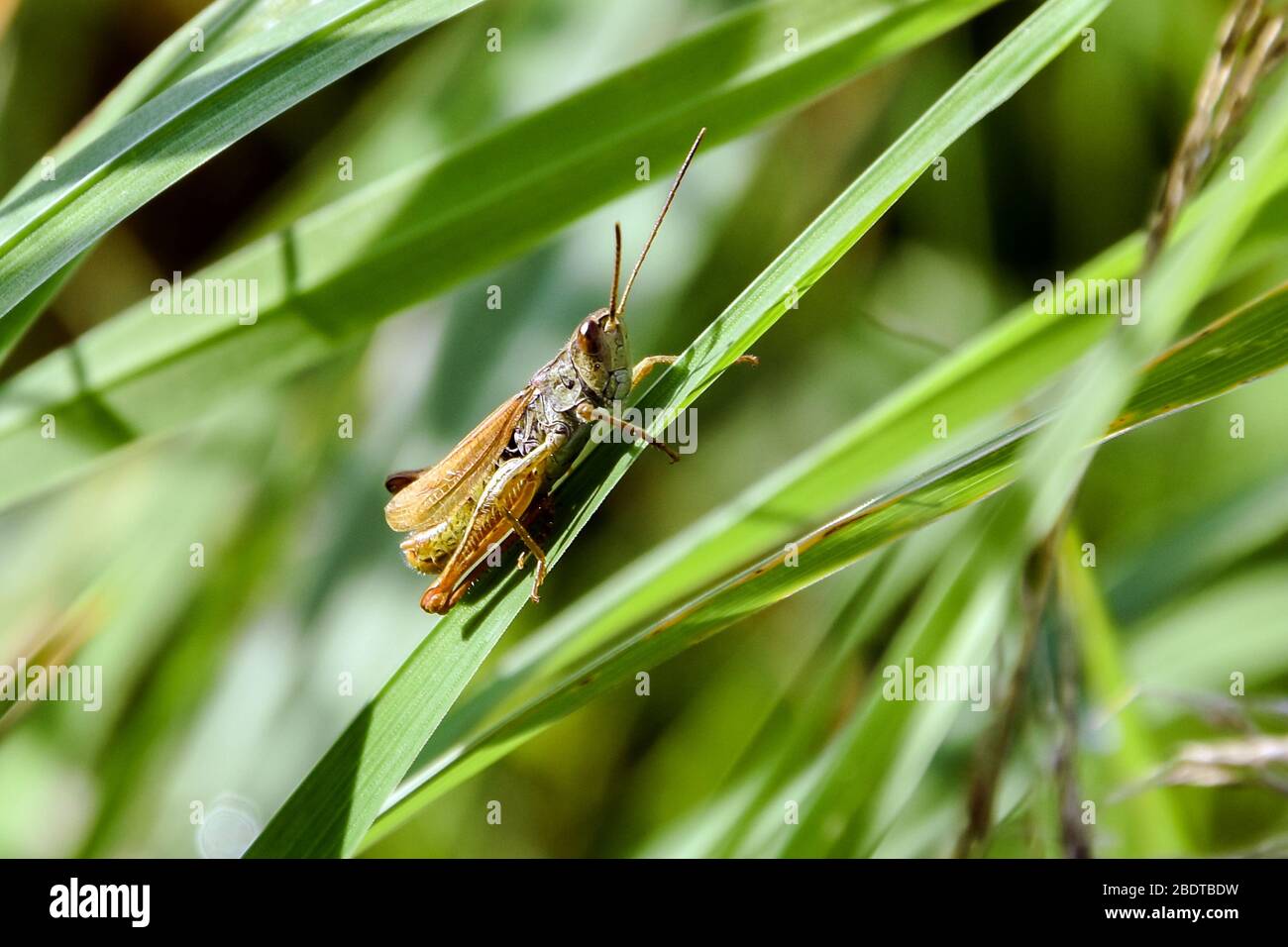 Grasshopper side view hi-res stock photography and images - Alamy