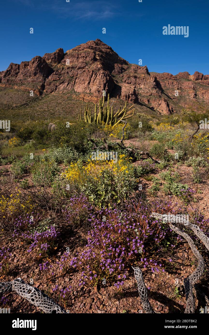 Sonoran Desert National Monument Wildflowers
