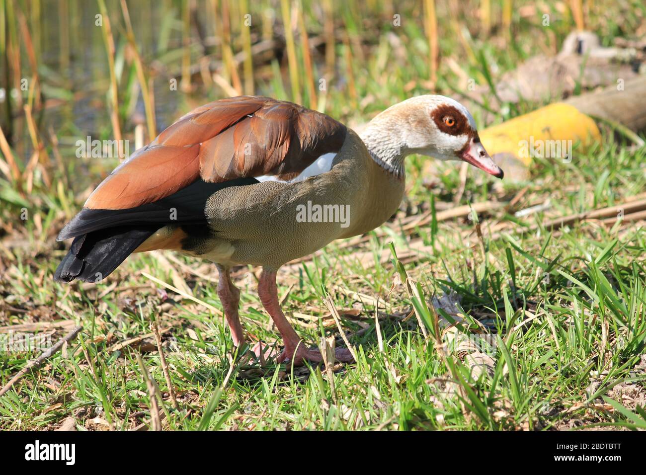 Egyptian goose in citypark Staddijk, Nijmegen the Netherlands Stock ...
