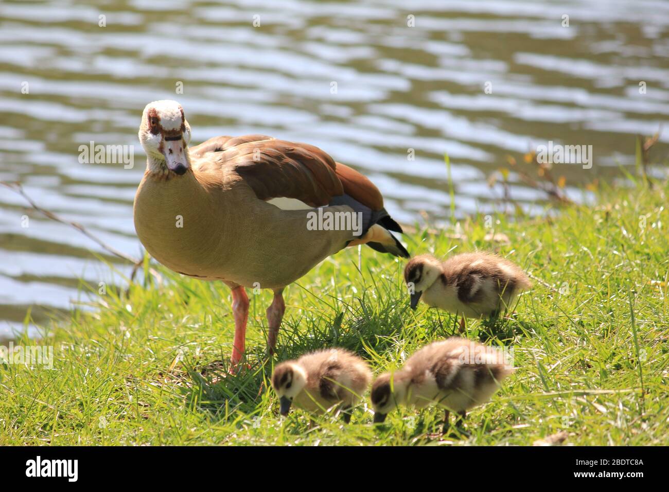 Egyptian goose in citypark Staddijk, Nijmegen the Netherlands Stock ...