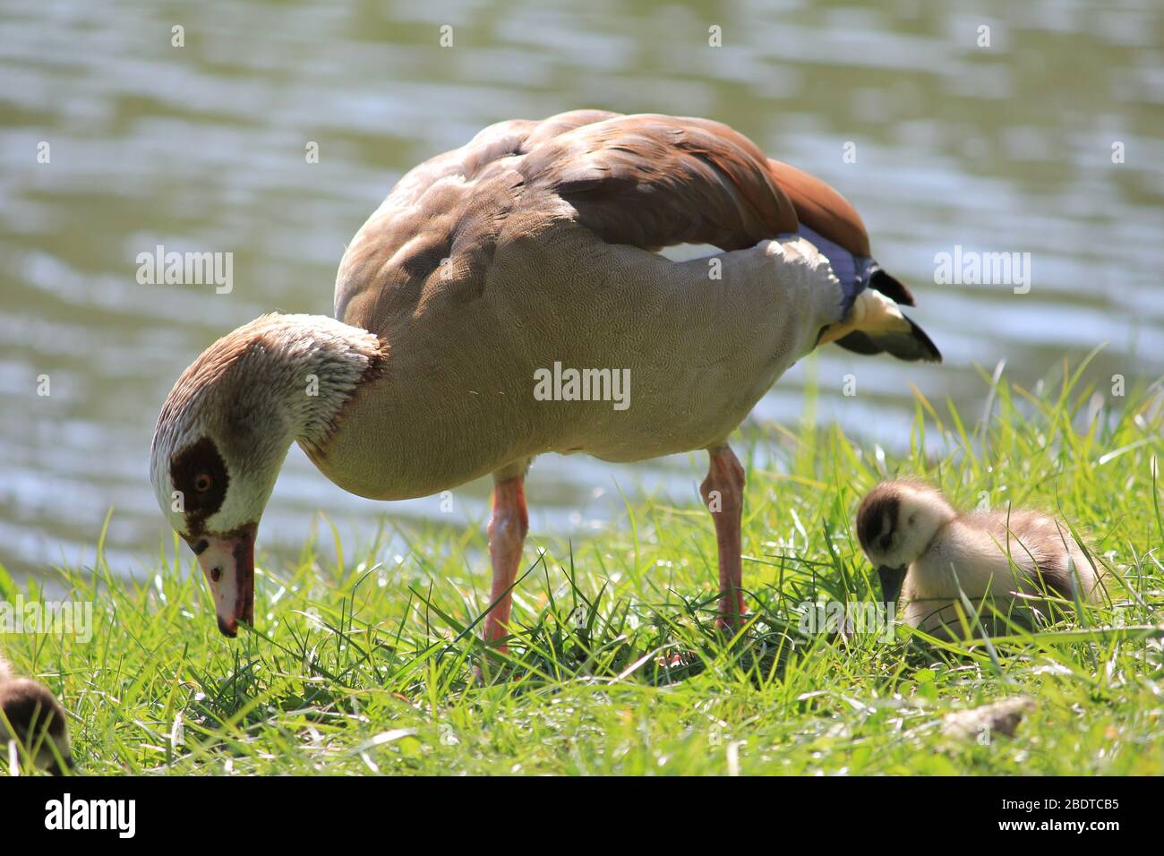 Egyptian goose in citypark Staddijk, Nijmegen the Netherlands Stock ...