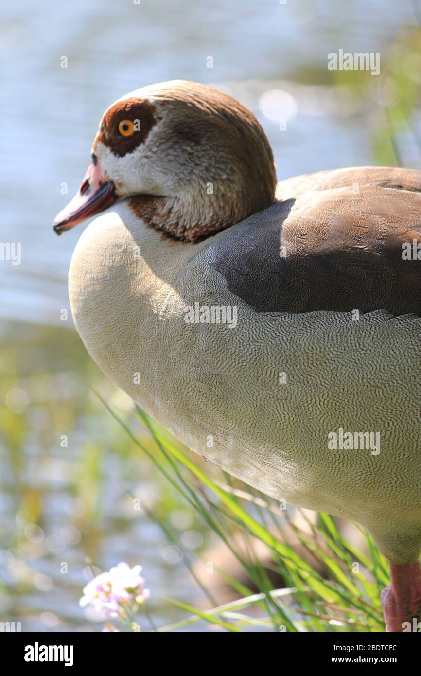 Egyptian goose in citypark Staddijk, Nijmegen the Netherlands Stock ...