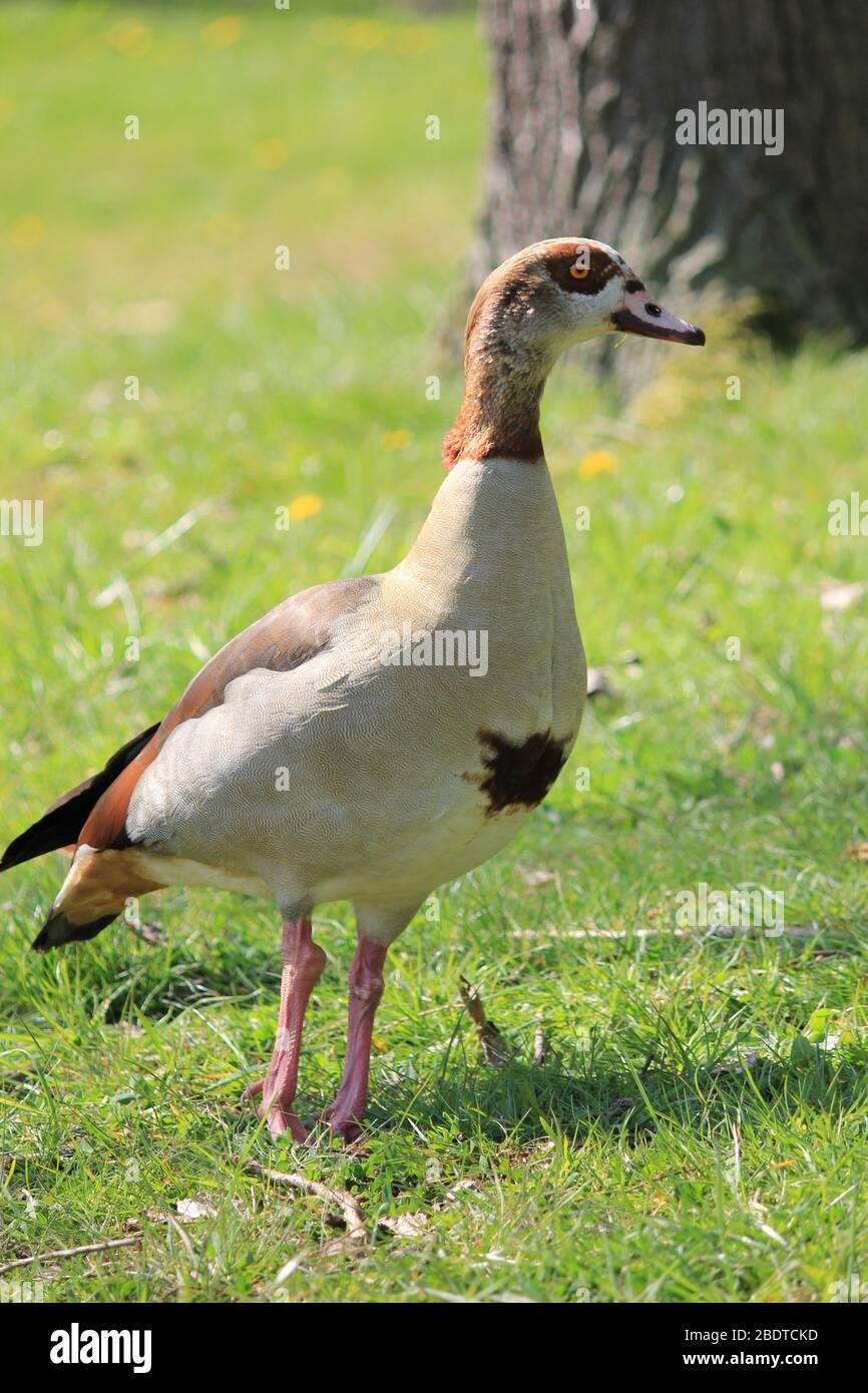 Egyptian goose in citypark Staddijk, Nijmegen the Netherlands Stock ...