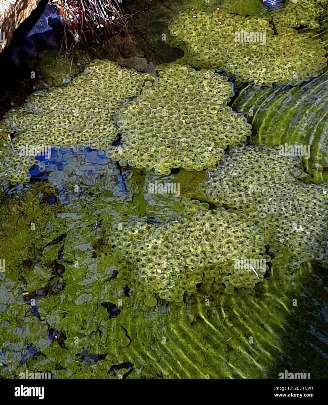 Raft of frogspawn hi-res stock photography and images - Alamy