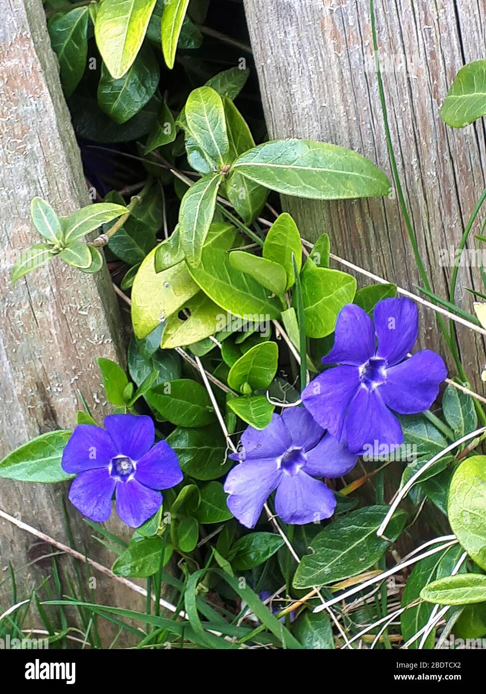 Common Periwinkle Plant