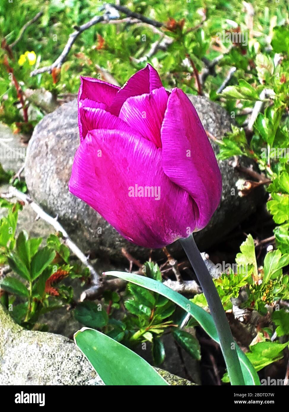One of the early flowers of Spring in Northern England.This is a purple ...