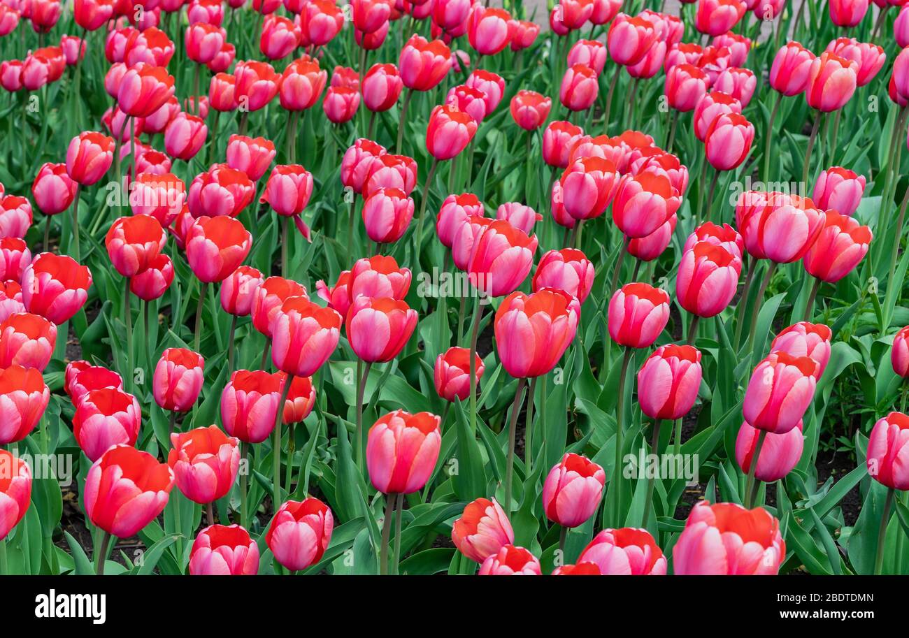 Red white tulips in hi-res stock photography and images - Alamy